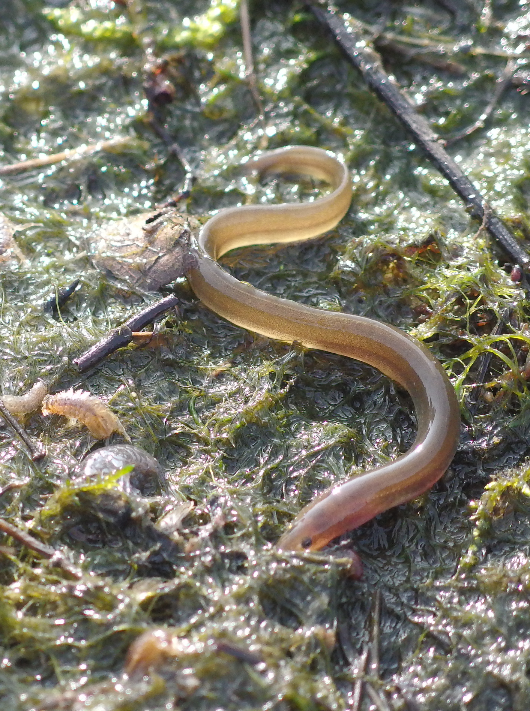 L’anguille européenne - Logrami