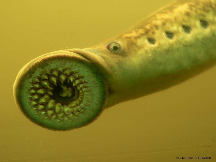 La lamproie marine et la lamproie fluviatile - Logrami