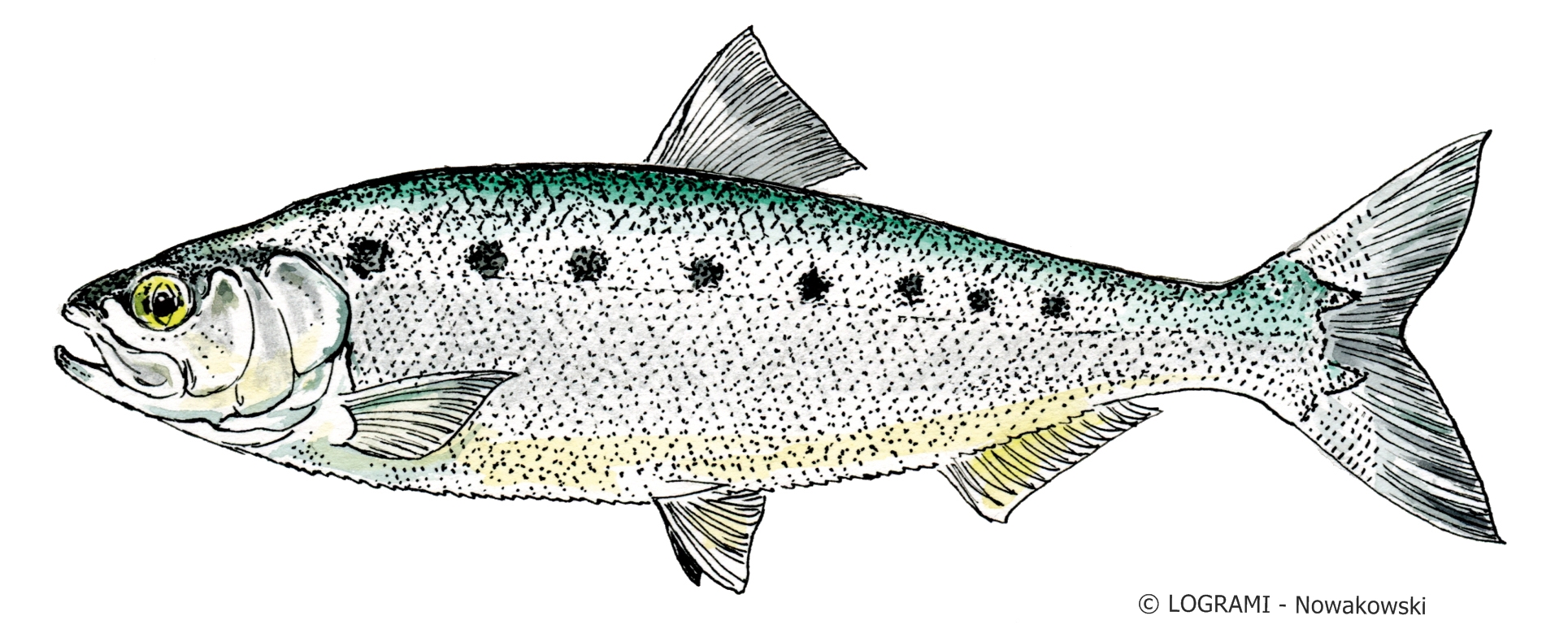La grande alose et l’alose feinte - Logrami