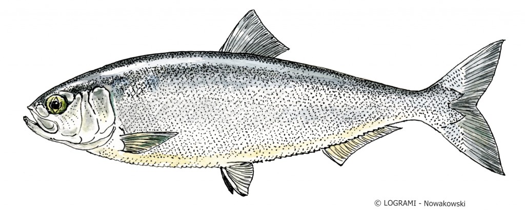 La grande alose et l’alose feinte - Logrami