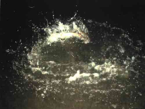 La grande alose et l’alose feinte - Logrami