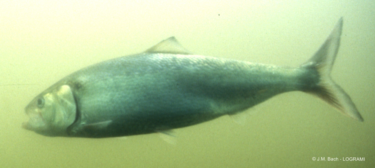 Migrations 2022 : l’Alose arrive enfin sur le bassin de la Vienne - Logrami